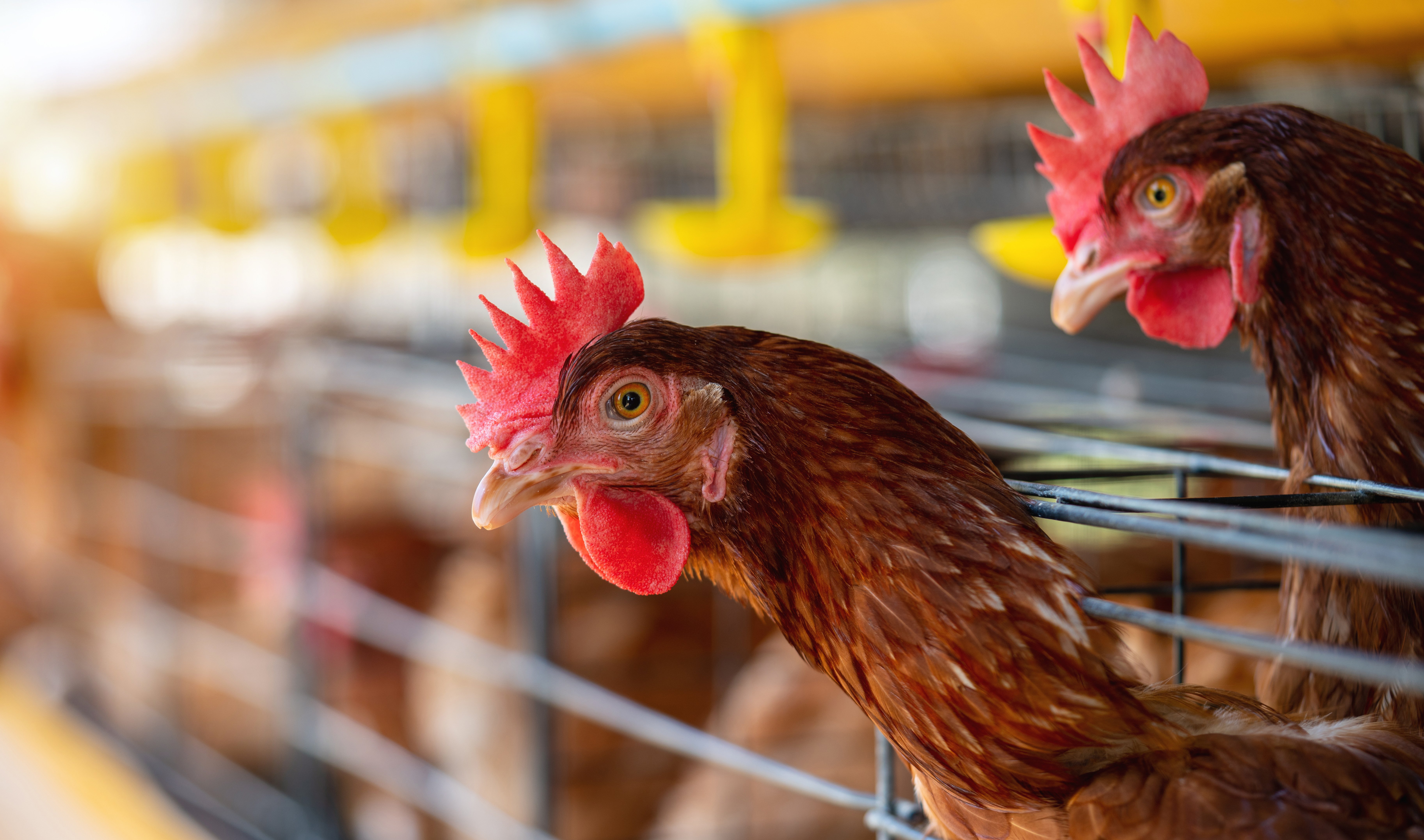 Bird Flu in Cows? What is H5N1, and What Is All the Fuss About?