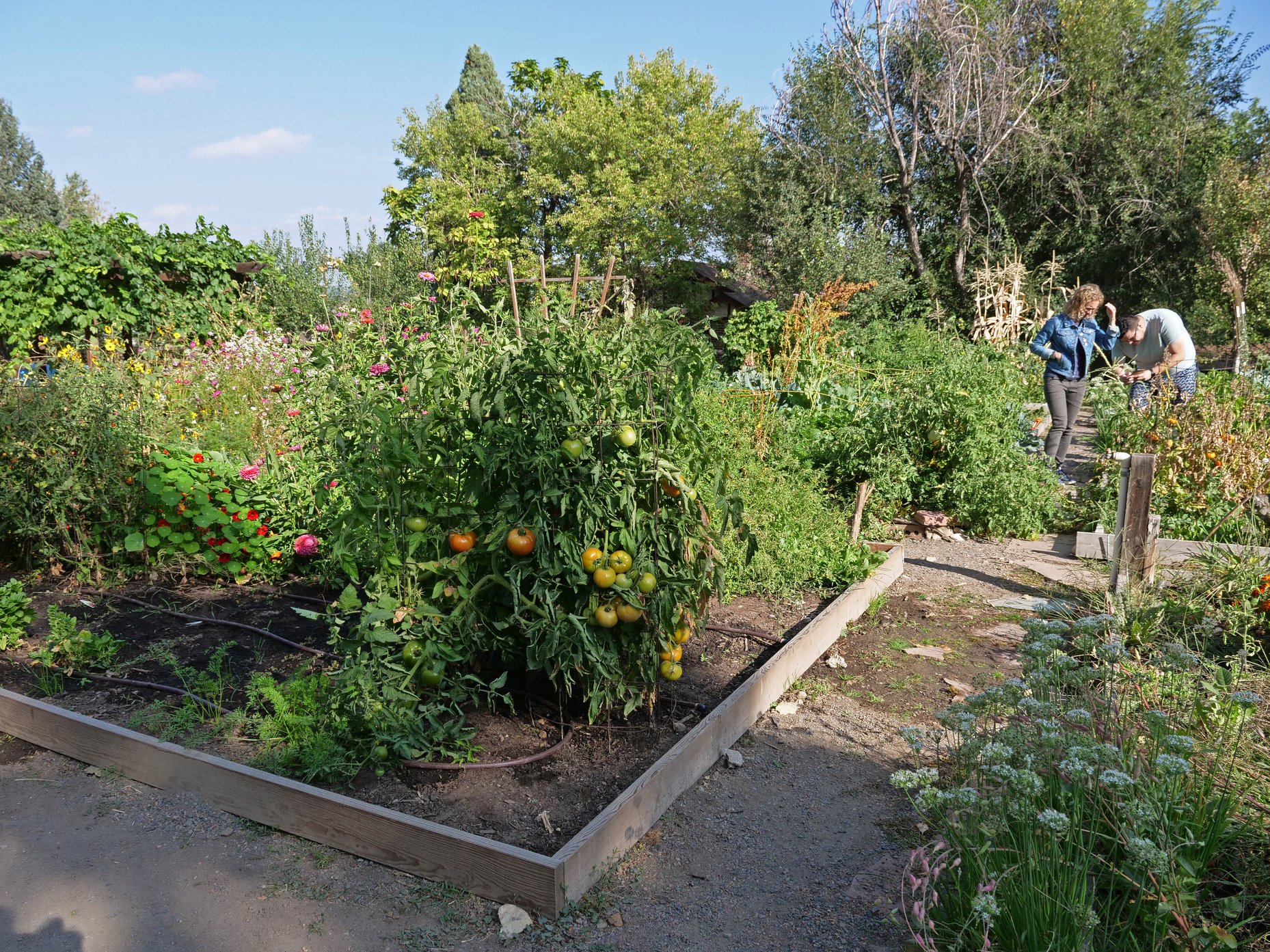 Growing Health and Wellness in the Community Garden