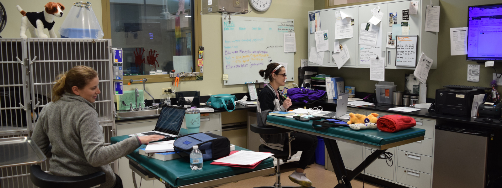 Renowned CSU Research Center Fights Cancer in Both Pets and People