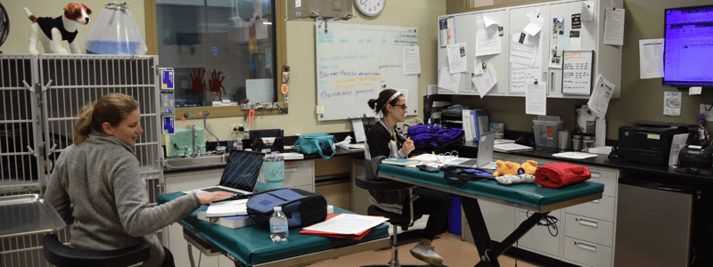 Renowned CSU Research Center Fights Cancer in Both Pets and People