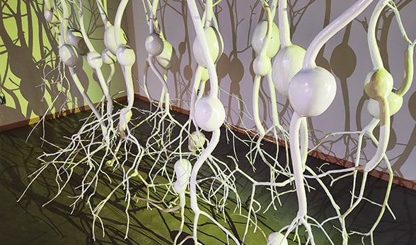 Intricate Look at Neurons Brings Wonder and Intrigue to Anatomy Lesson