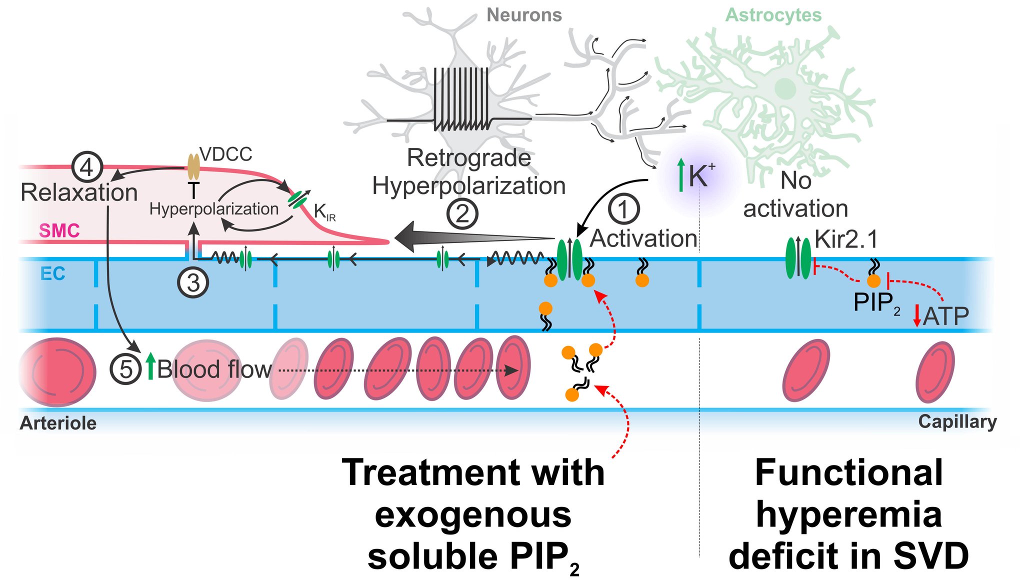 Researchers Reverse Blood Flow Defect in Small Vessel Disease