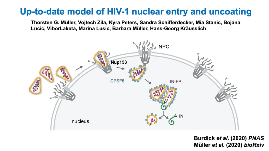 Researchers Find Protein That Helps HIV-1 Navigate Through Cell